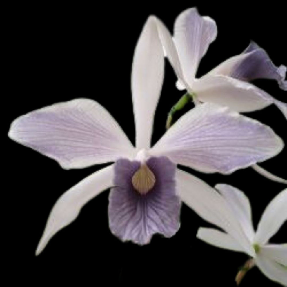 Cattleya purpurata var. werkhauseri 'striata' – La Foresta Orchids