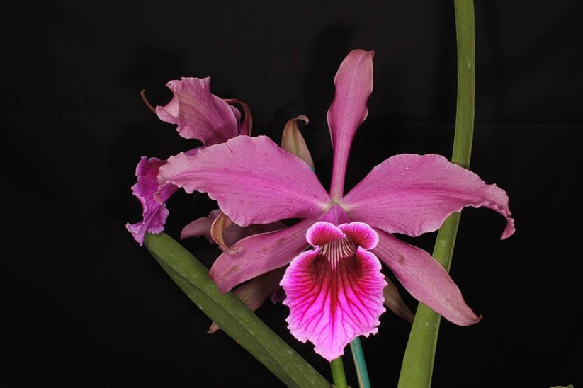 Cattleya purpurata x Cattleya tenebrosa - Cattleya Pacavia – La Foresta ...