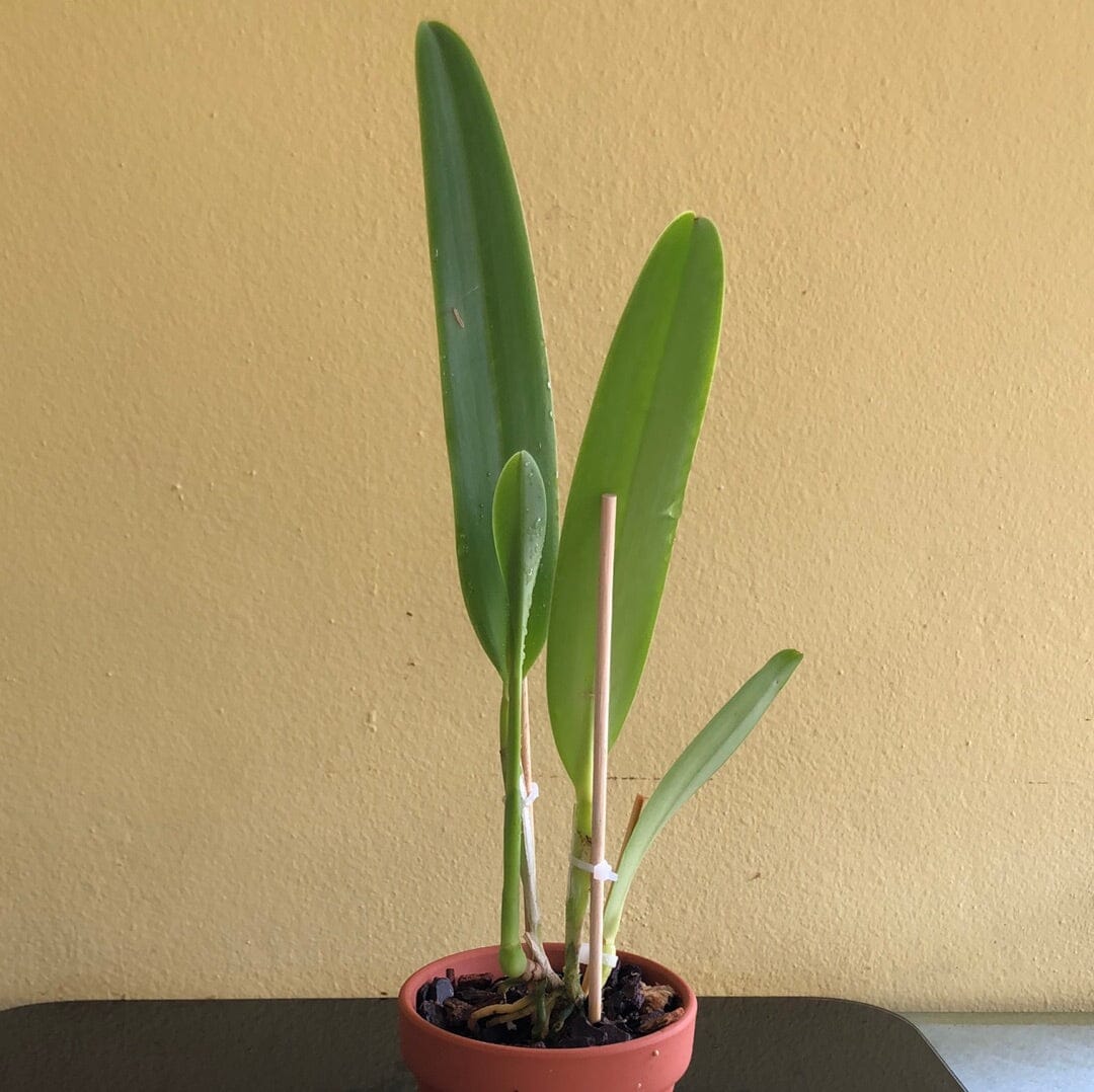 Cattleya quadricolor 'chocoensis' – La Foresta Orchids