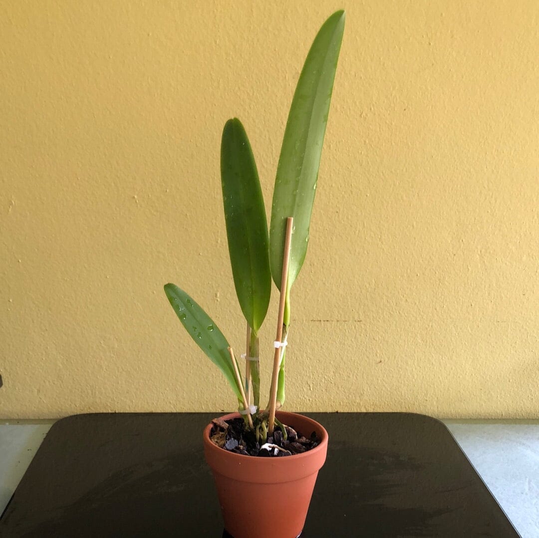 Cattleya quadricolor 'chocoensis' – La Foresta Orchids