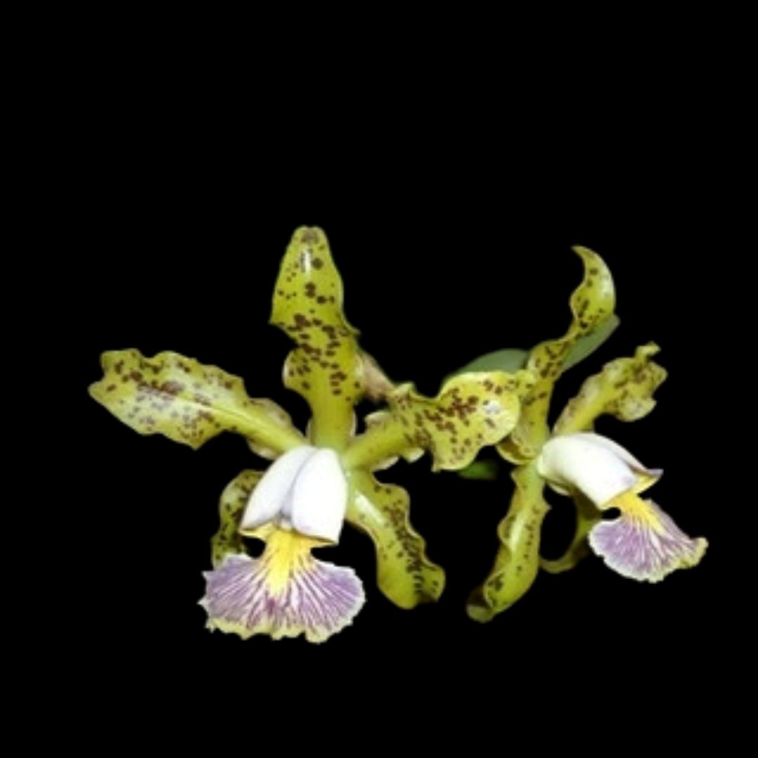 Cattleya schilleriana var. coerulea '4x Blue Spots' x 'Blue Green' – La ...