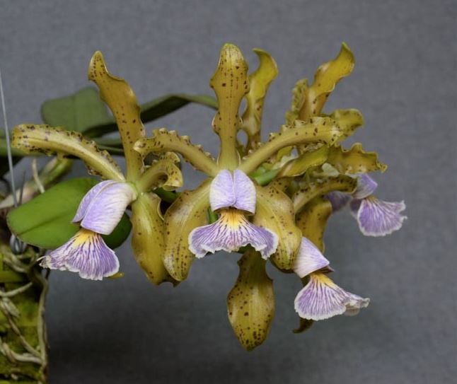 Cattleya schilleriana var. coerulea '4x Blue Spots' x 'Blue Green' – La ...