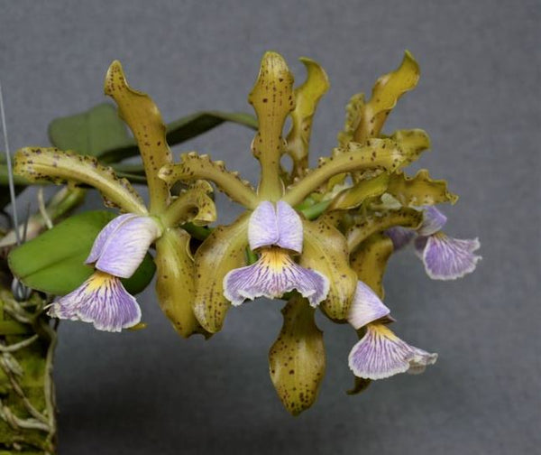 Cattleya schilleriana var. coerulea '4x Blue Spots' x 'Blue Green' – La ...