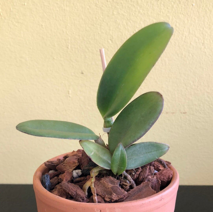 Cattleya schilleriana var. coerulea '4x Blue Spots' x 'Blue Green' – La ...