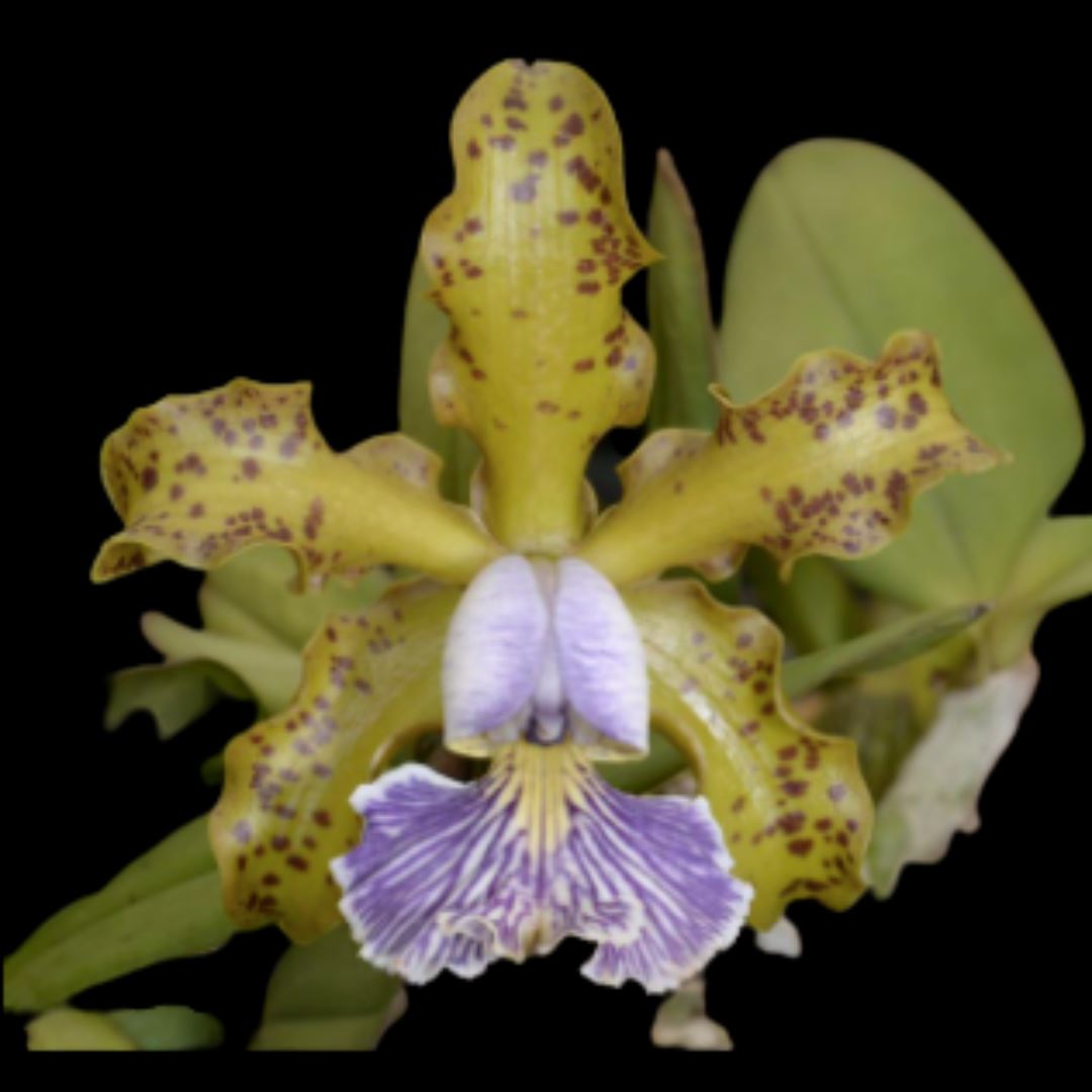 Cattleya schilleriana var. coerulea '4x Blue Spots' x 'Blue Green' – La ...