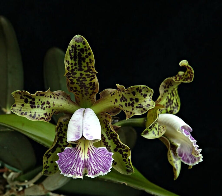 Cattleya schilleriana var. coerulea 'Blue Green' x 'Blue Moon' – La ...
