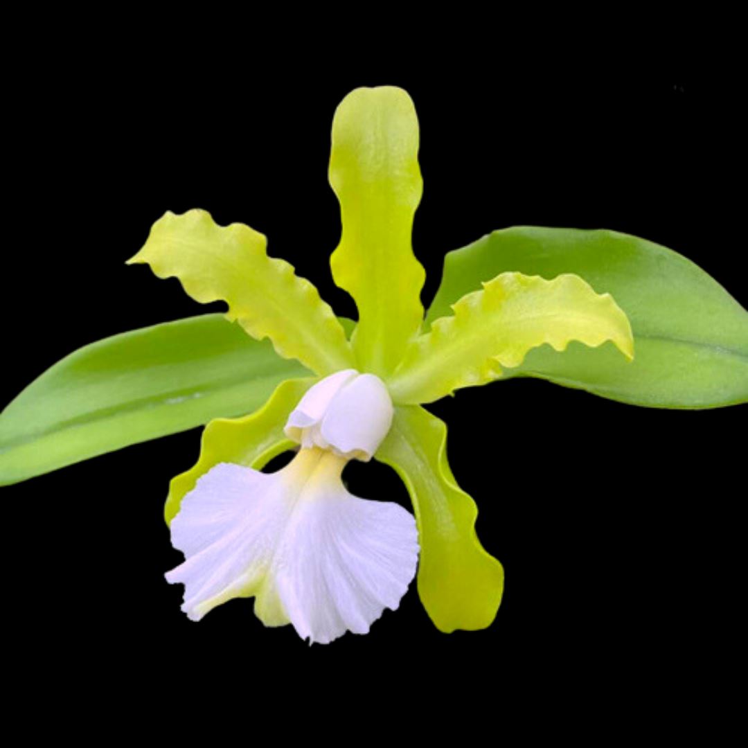 Cattleya schilleriana var. albina 'Green Jade' x 'Biala' – La Foresta ...