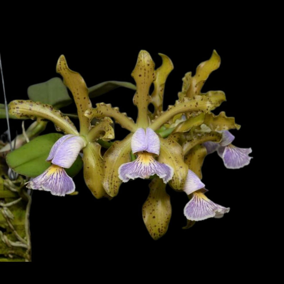 Cattleya schilleriana var. coerulea – La Foresta Orchids