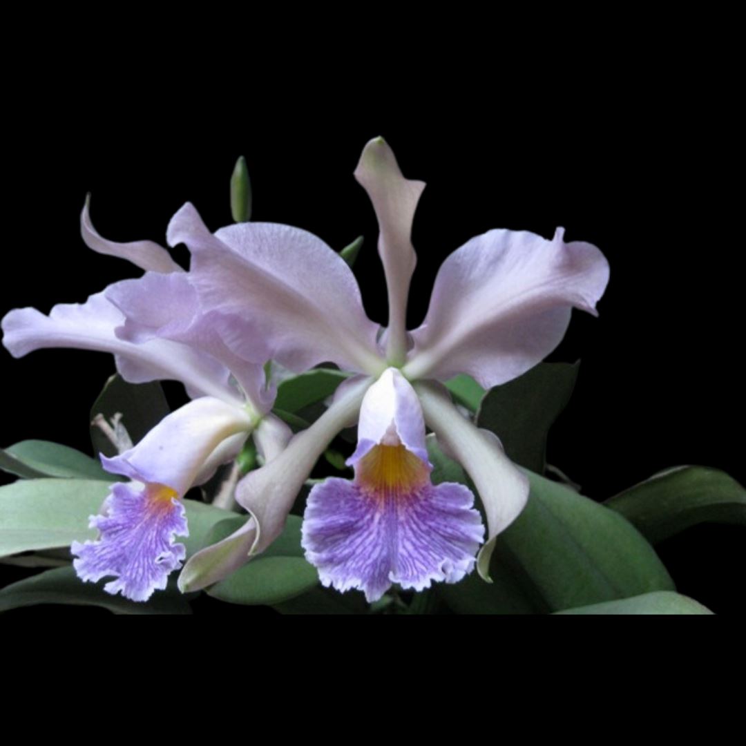 Cattleya schilleriana x Cattleya warneri var. coerulea – La Foresta Orchids