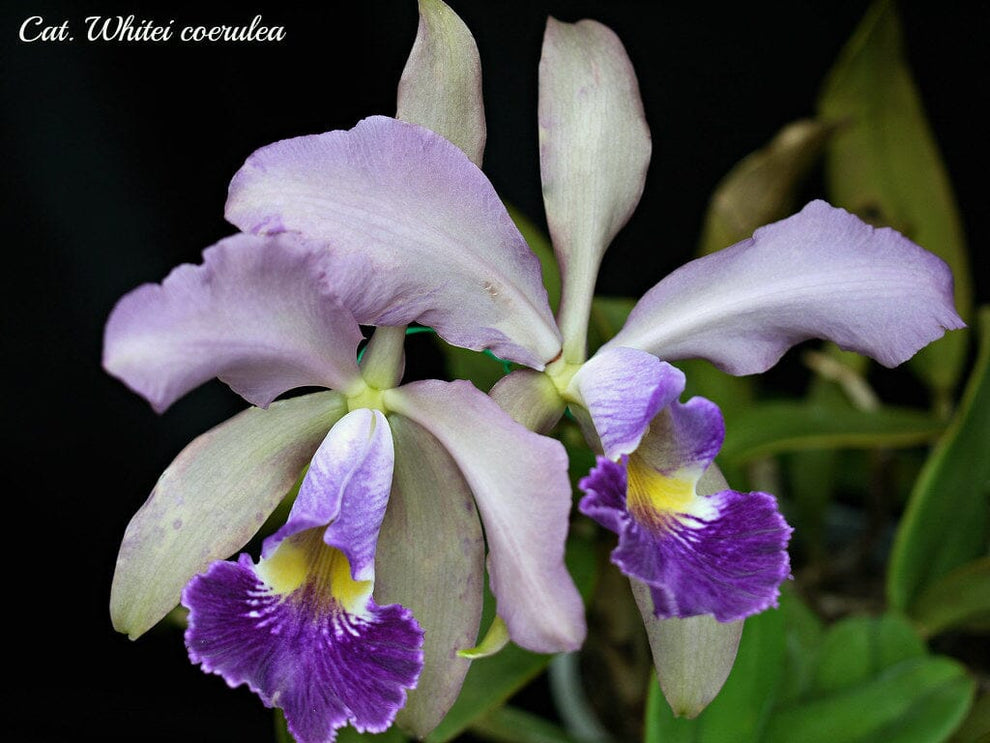 Cattleya schilleriana x Cattleya warneri var. coerulea – La Foresta Orchids