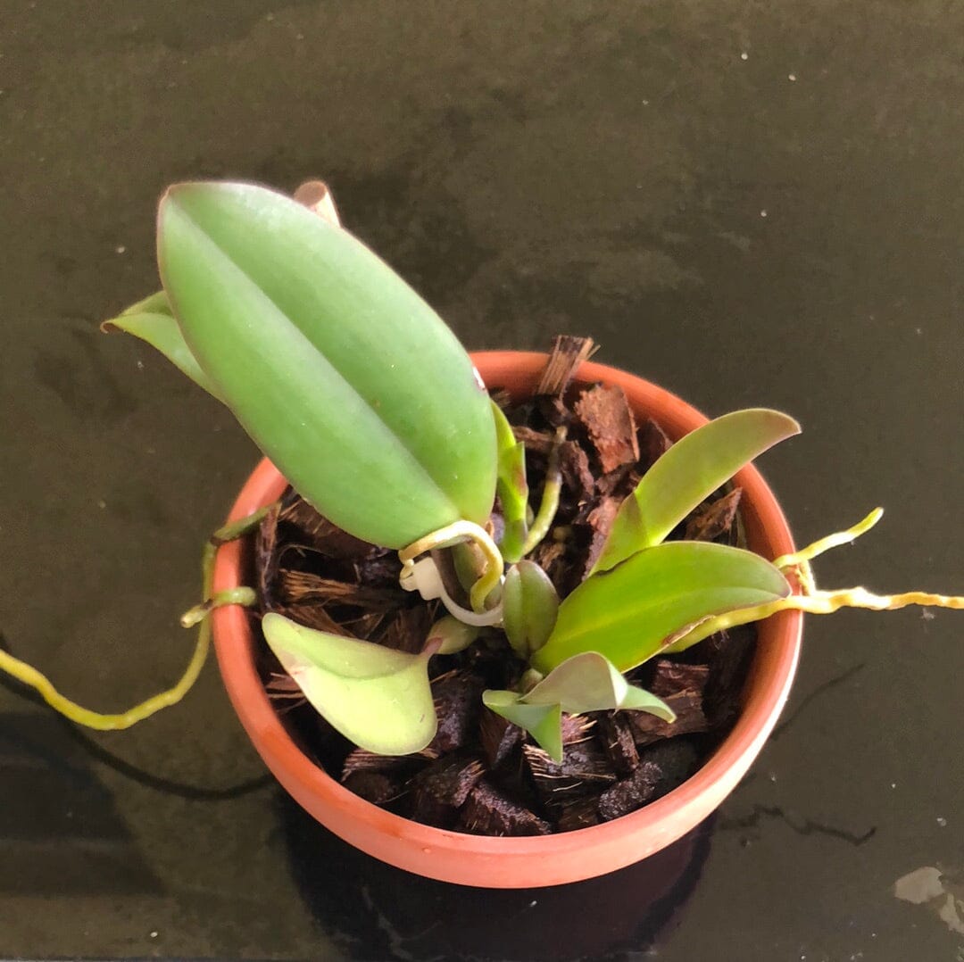 Cattleya schroederae – La Foresta Orchids