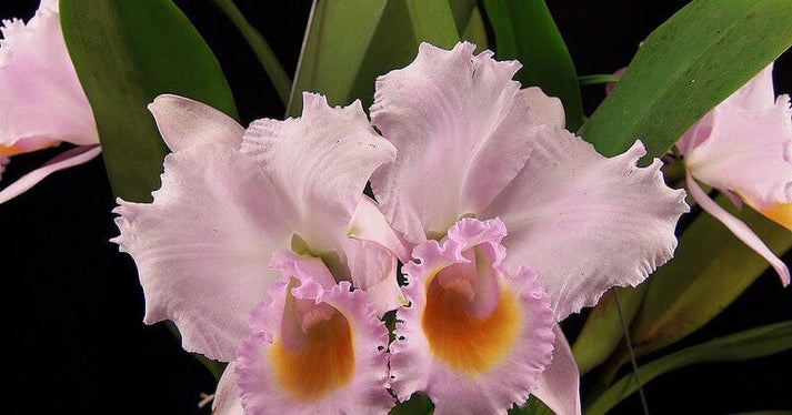Cattleya schroederae – La Foresta Orchids