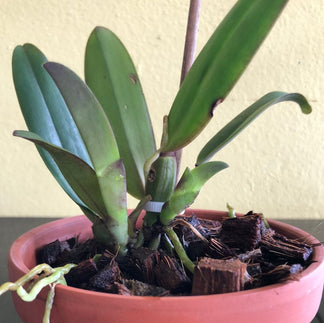 Cattleya schroederae – La Foresta Orchids