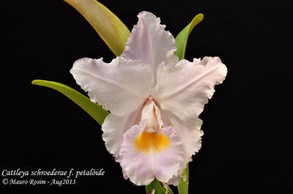 Cattleya schroederae – La Foresta Orchids