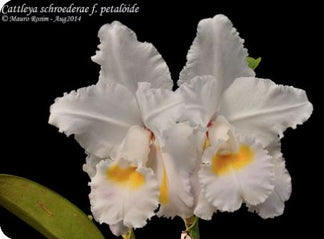 Cattleya schroederae – La Foresta Orchids