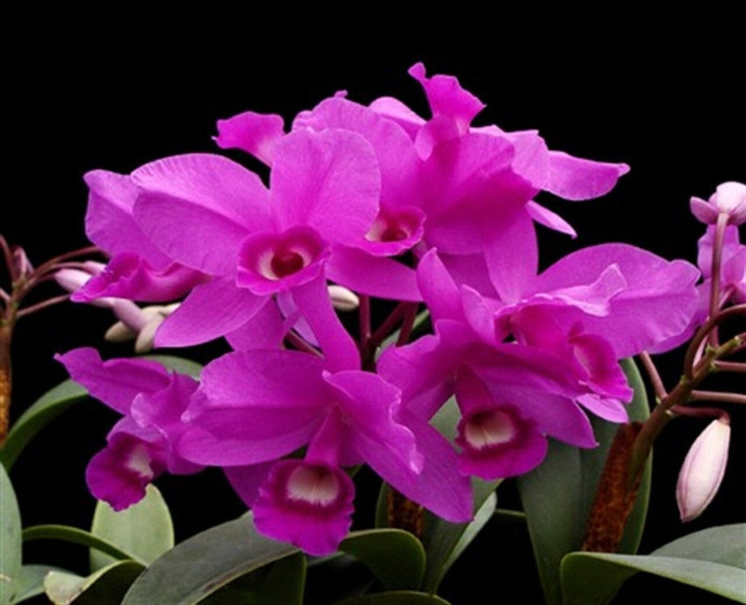 "La Foresta Orchids: Cattleya Orchids Species for Orchid's Collectors"