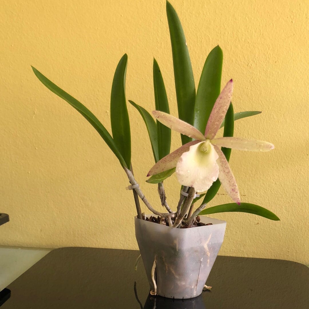 Cattleya Summer Spots x Brassavola nodosa 4N – La Foresta Orchids