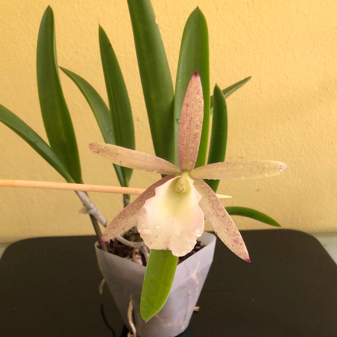 Cattleya Summer Spots x Brassavola nodosa 4N – La Foresta Orchids