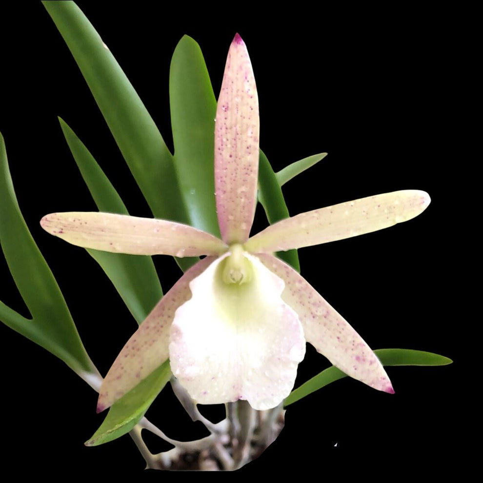 Brassavola nodosa 4N x Cattleya Summer Spots – La Foresta Orchids
