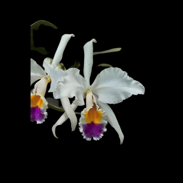 Cattleya gaskelliana var. semi alba x Cattleya mossiae var. semi alba ...