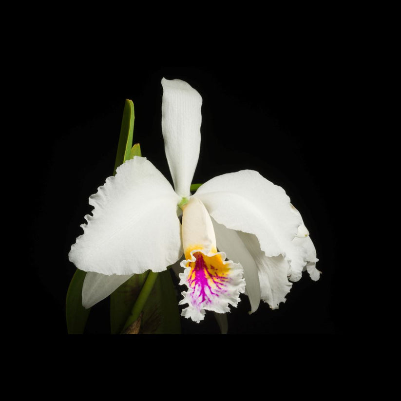 Cattleya gaskelliana var. semi alba x Cattleya mossiae var. semi alba ...