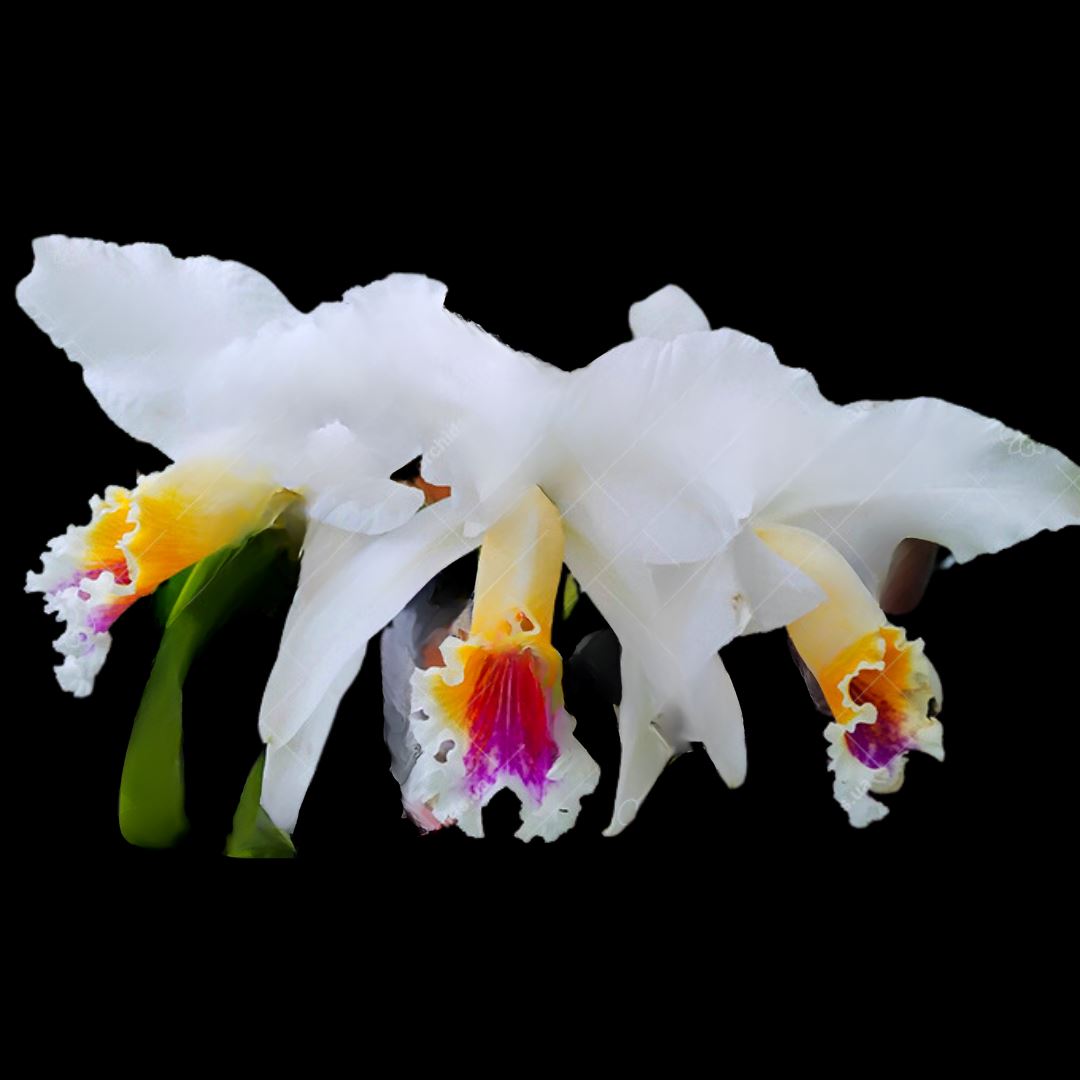 Cattleya gaskelliana var. semi alba x Cattleya mossiae var. semi alba ...