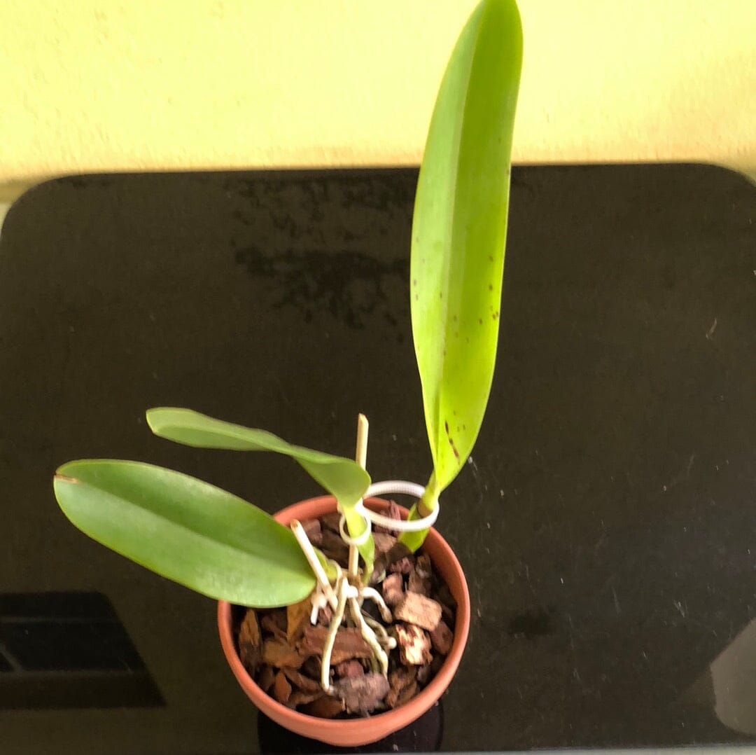 Cattleya tenebrosa var. tipo – La Foresta Orchids
