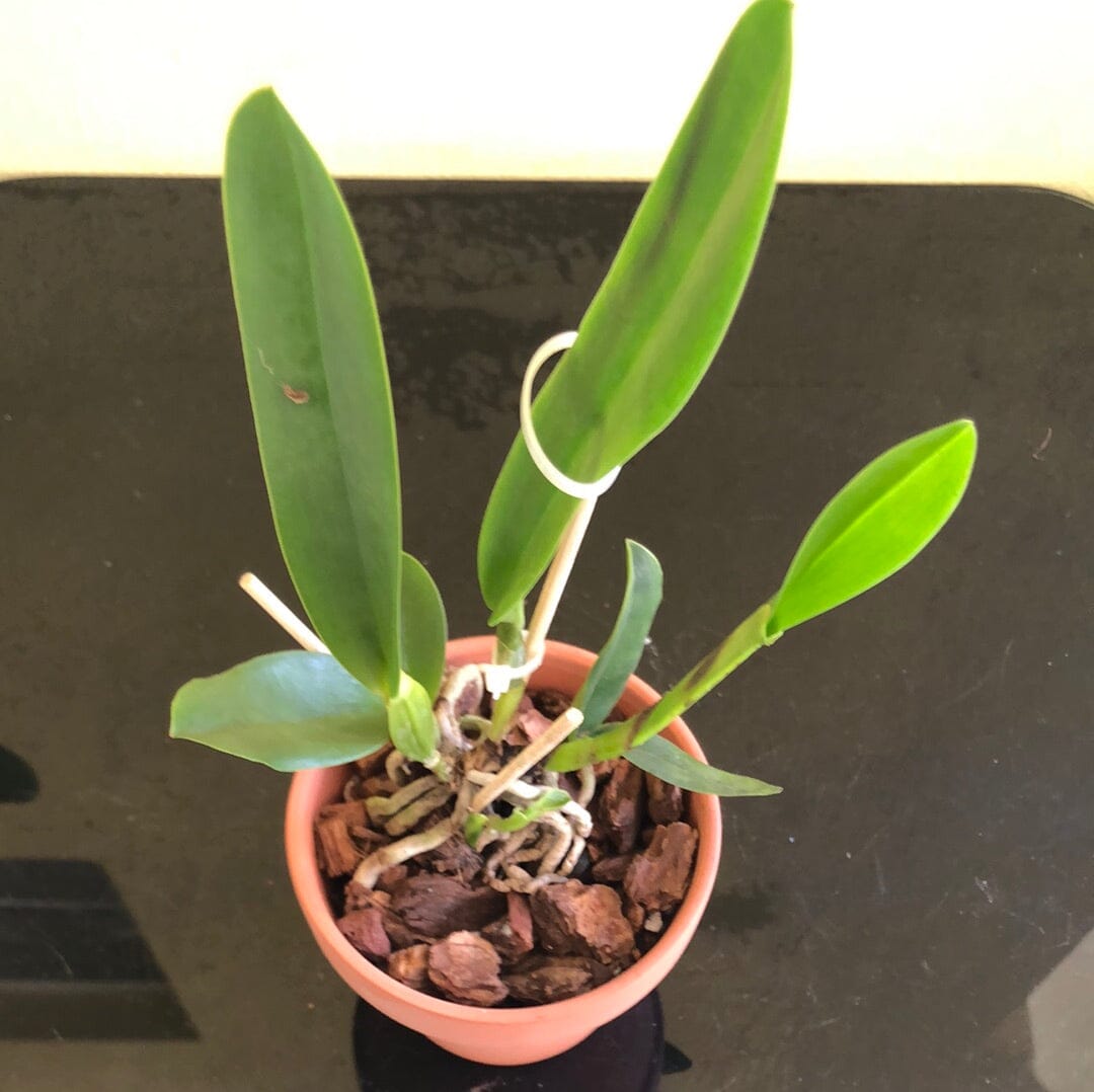 Cattleya tenebrosa var. tipo – La Foresta Orchids