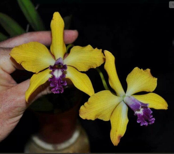 Cattleya Specialty - Primary Hybrids Species – Page 2 – La Foresta Orchids