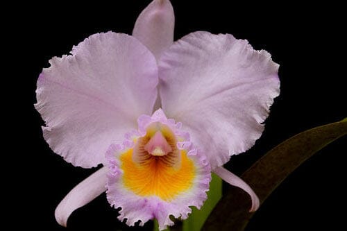 Cattleya trianae var. concolor – La Foresta Orchids