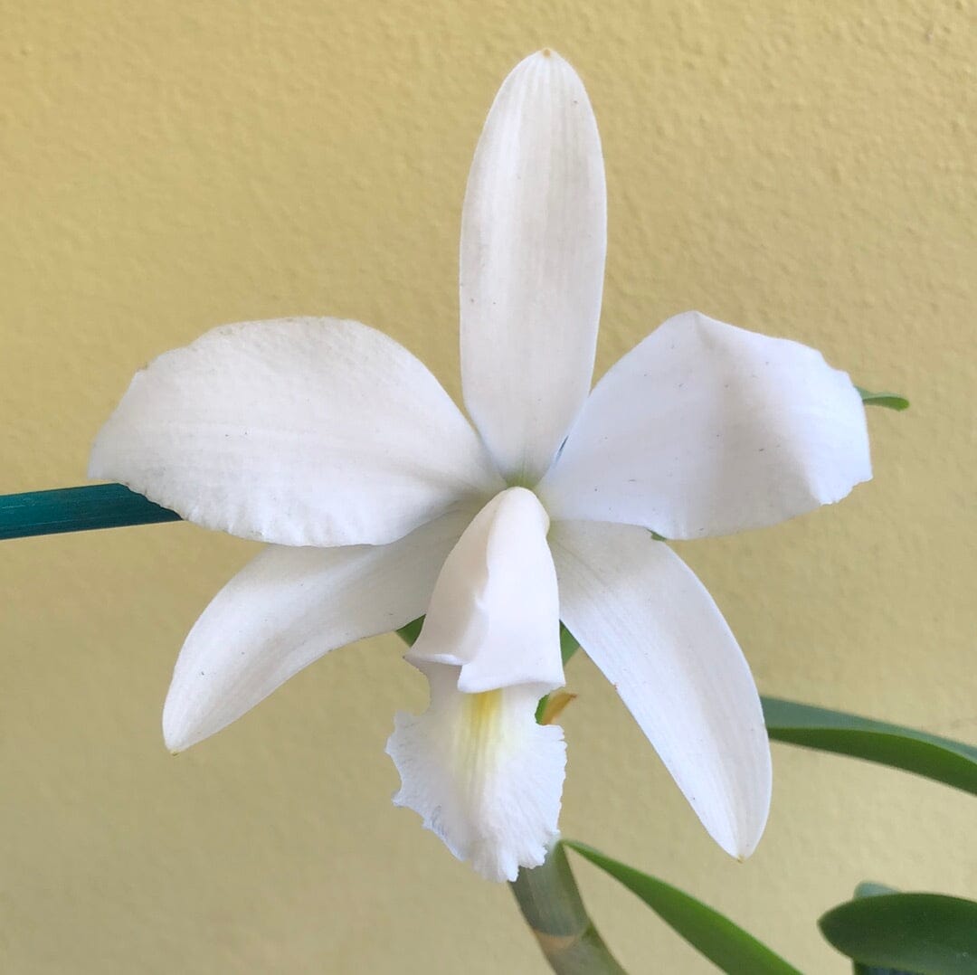 Cattleya violacea var. alba – La Foresta Orchids