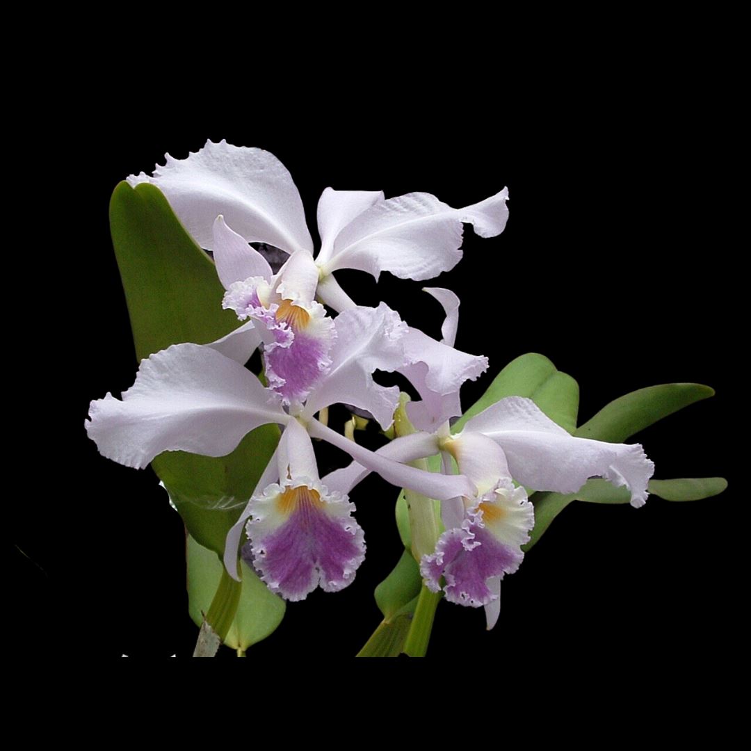 Cattleya warneri var. coerulea x Cattleya skinneri var. coerulea – La ...