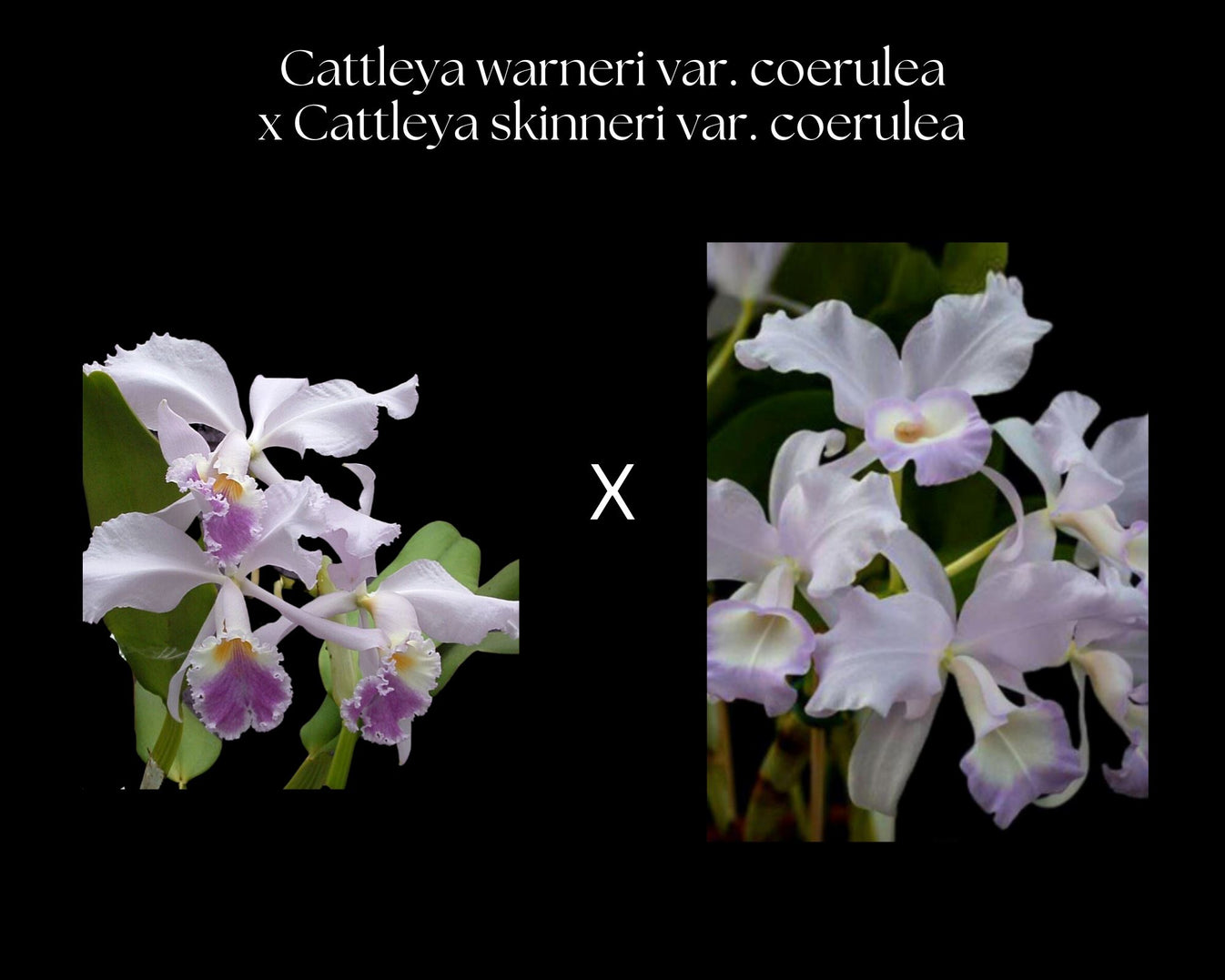 Cattleya warneri var. coerulea x Cattleya skinneri var. coerulea – La ...