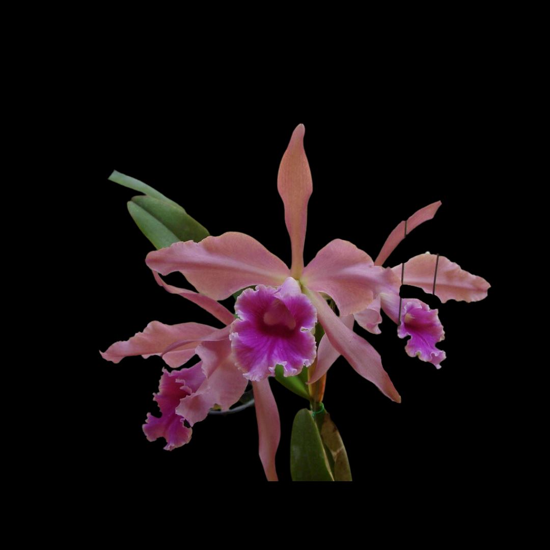 Cattleya Species - Primary Hybrids