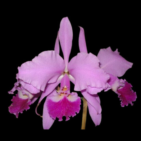 Cattleya warscewiczii x Cattleya warneri - In BUD! – La Foresta Orchids