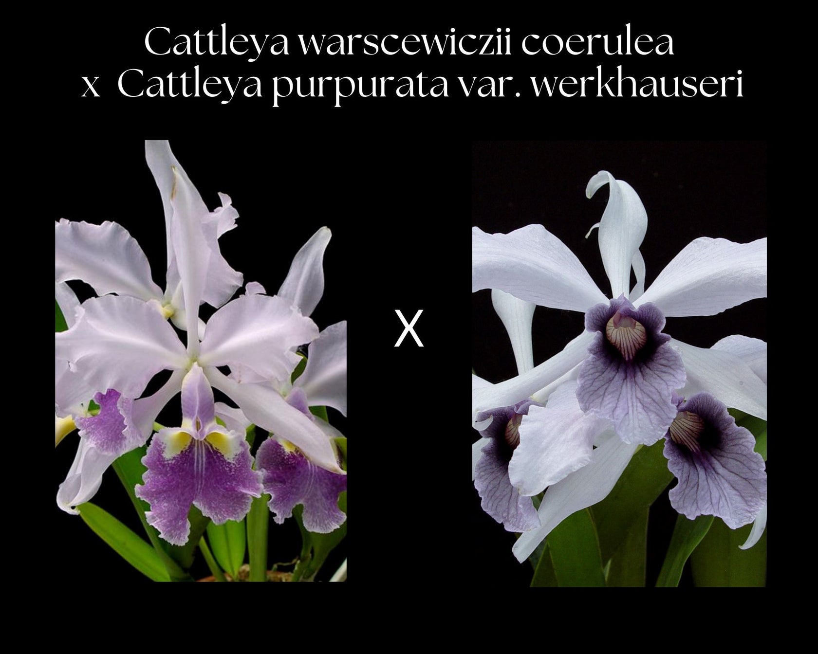 Cattleya warscewiczii var. coerulea x Cattleya purpurata var. coerulea ...