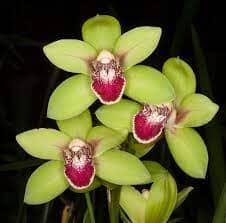 Cymbidium Valentine's Love 'Leanne' – La Foresta Orchids