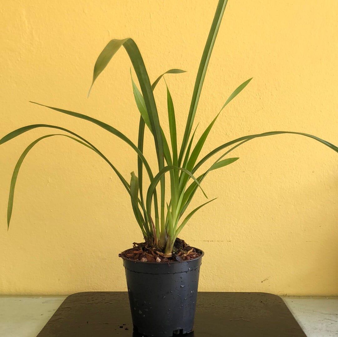 Cymbidium Valentine's Love 'Leanne' – La Foresta Orchids