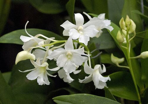 Dendrobium aberrans x Dendrobium johnsoniae – La Foresta Orchids