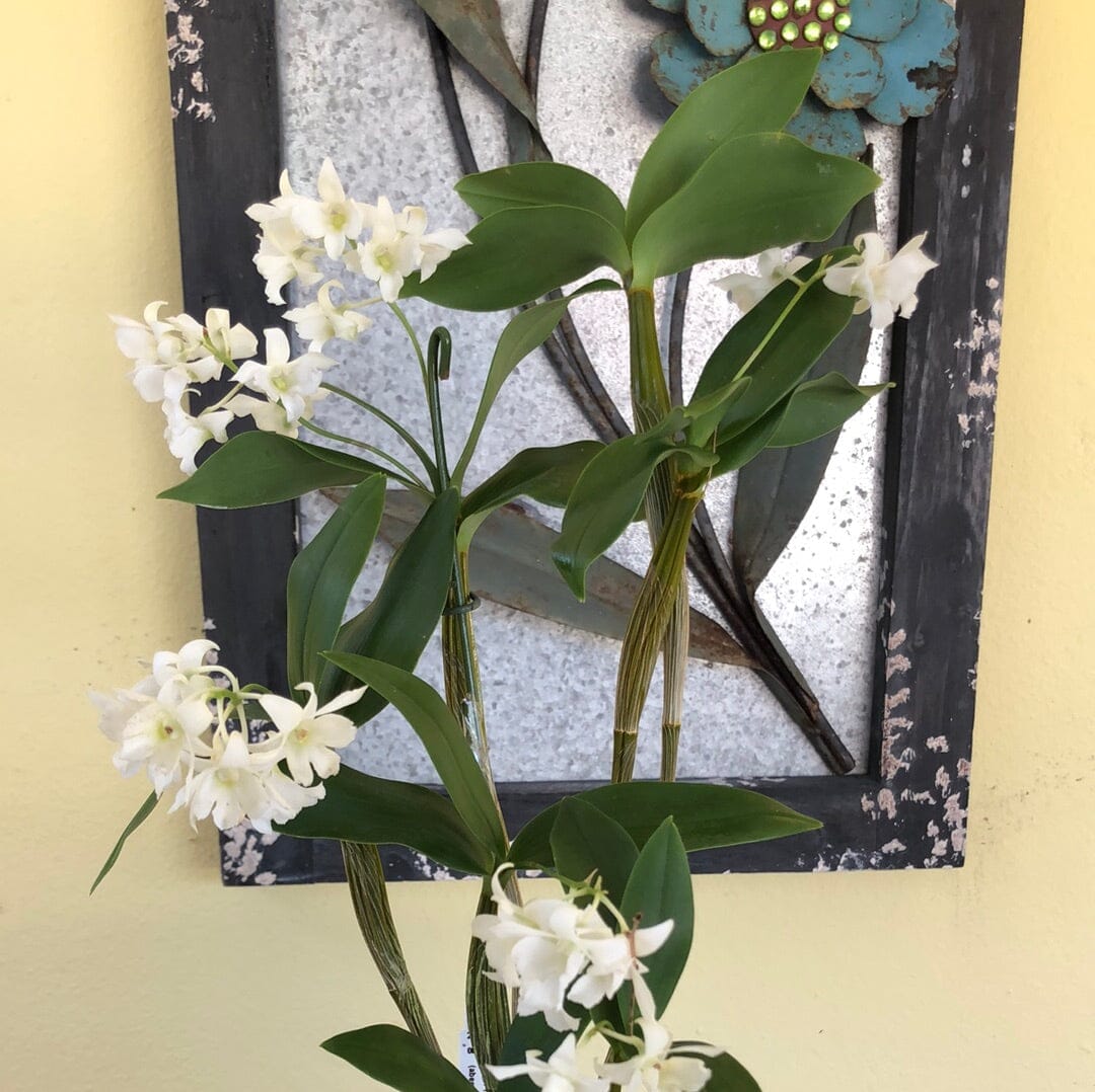Dendrobium aberrans x Dendrobium johnsoniae – La Foresta Orchids