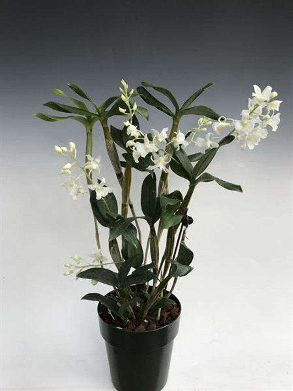 Dendrobium aberrans x Dendrobium johnsoniae – La Foresta Orchids