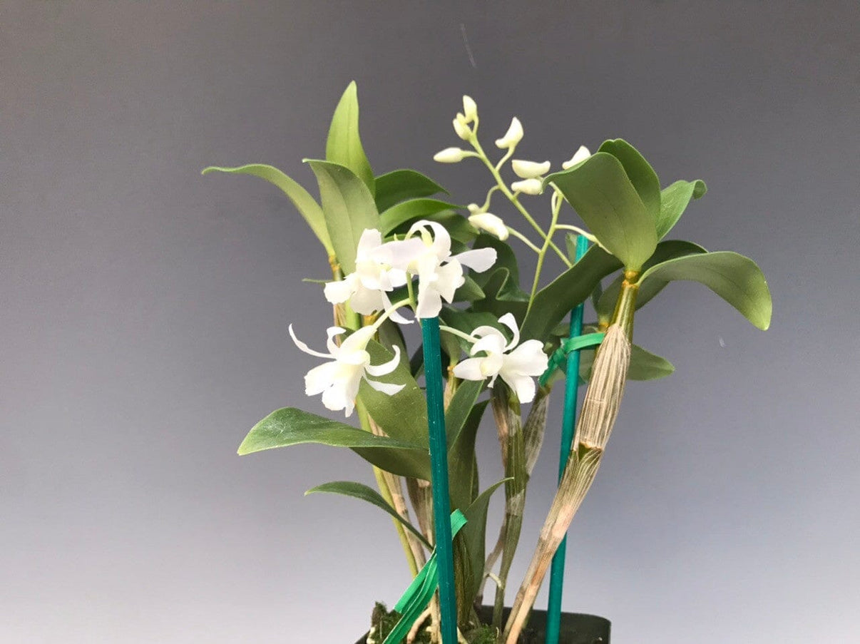 Dendrobium aberrans x Dendrobium johnsoniae – La Foresta Orchids