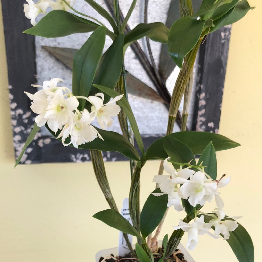 Dendrobium aberrans x Dendrobium johnsoniae – La Foresta Orchids