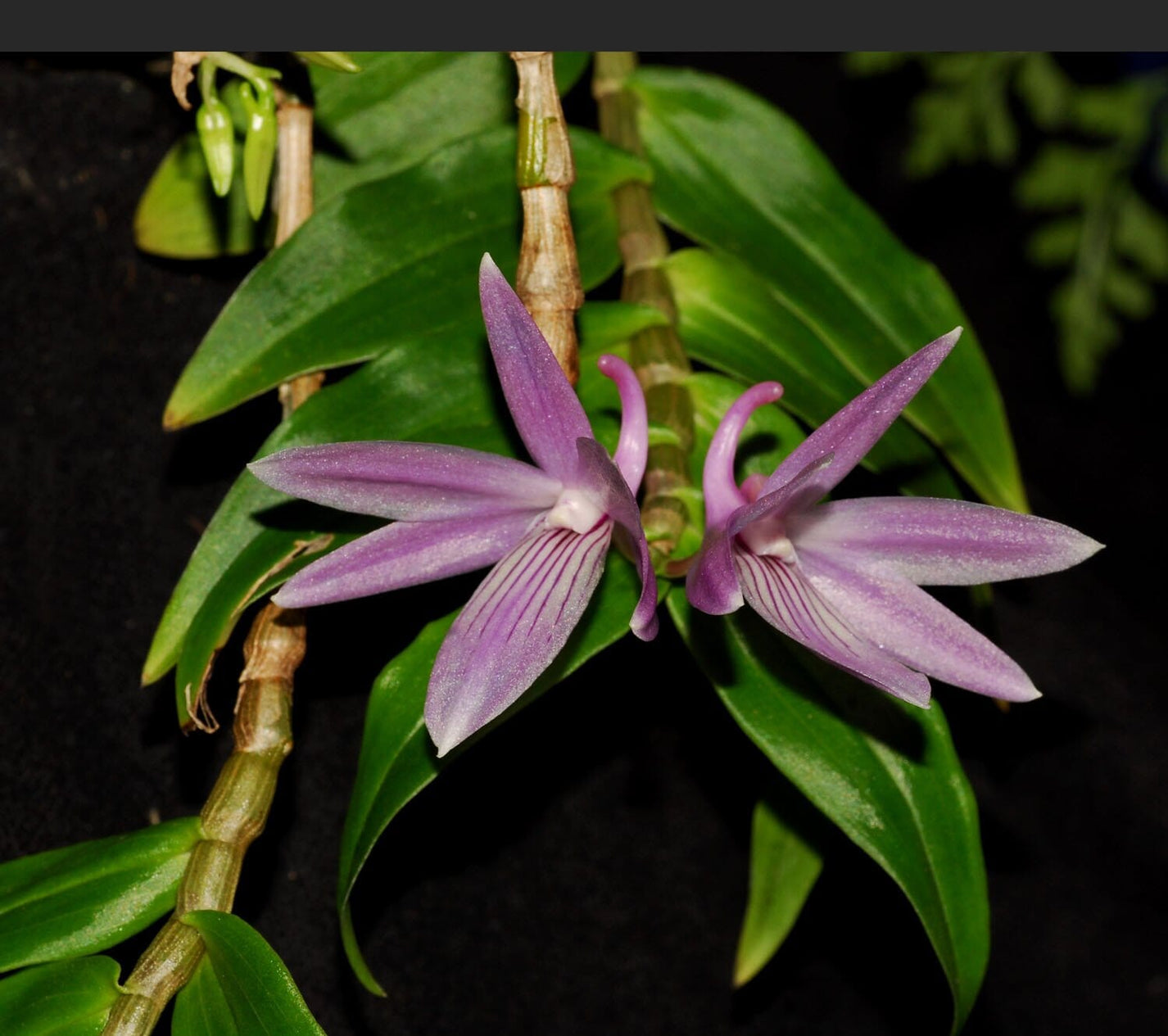 Dendrobium ceraula – La Foresta Orchids
