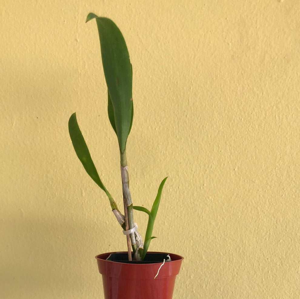 Dendrobium Jaquelyn Thomas 'Uniwai Mist' – La Foresta Orchids