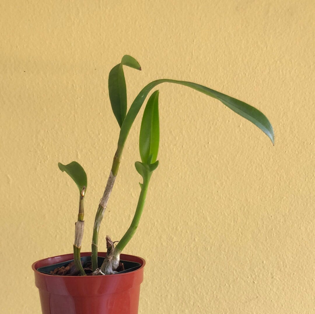 Dendrobium Jaquelyn Thomas 'Uniwai Mist' – La Foresta Orchids