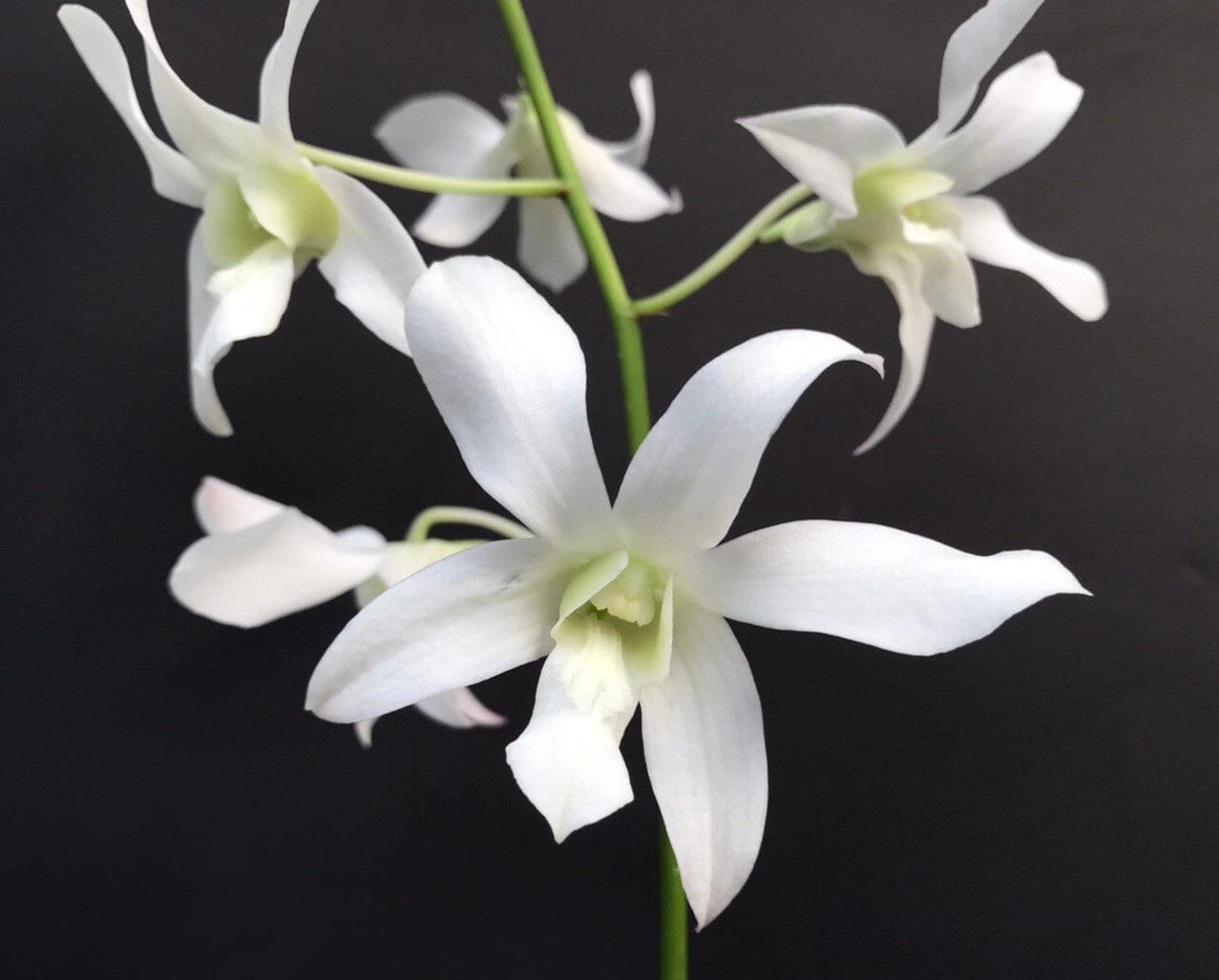 Dendrobium Jaquelyn Thomas 'Uniwai Mist' – La Foresta Orchids