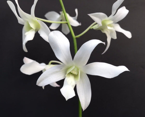Dendrobium Jaquelyn Thomas 'Uniwai Mist' – La Foresta Orchids