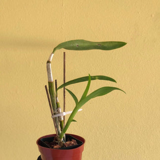 Dendrobium Jaquelyn Thomas 'Uniwai Mist' – La Foresta Orchids