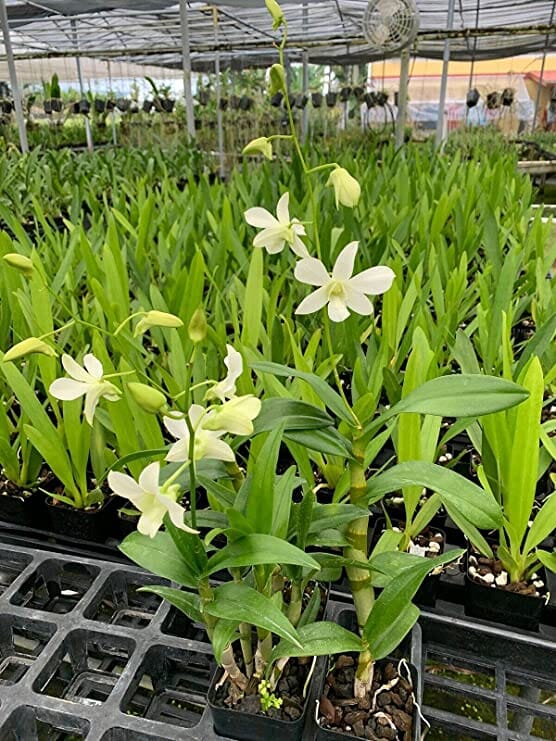 Dendrobium Jaquelyn Thomas 'Uniwai Mist' – La Foresta Orchids